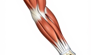 Muscles antagonists and synergists anatomy table