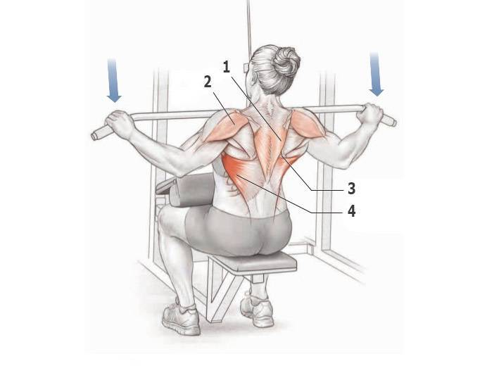 How to pump up the rhomboid muscle: exercises to strengthen muscles ...