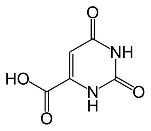 Orotic acid or vitamin B13: what is it, where is it contained, the norm